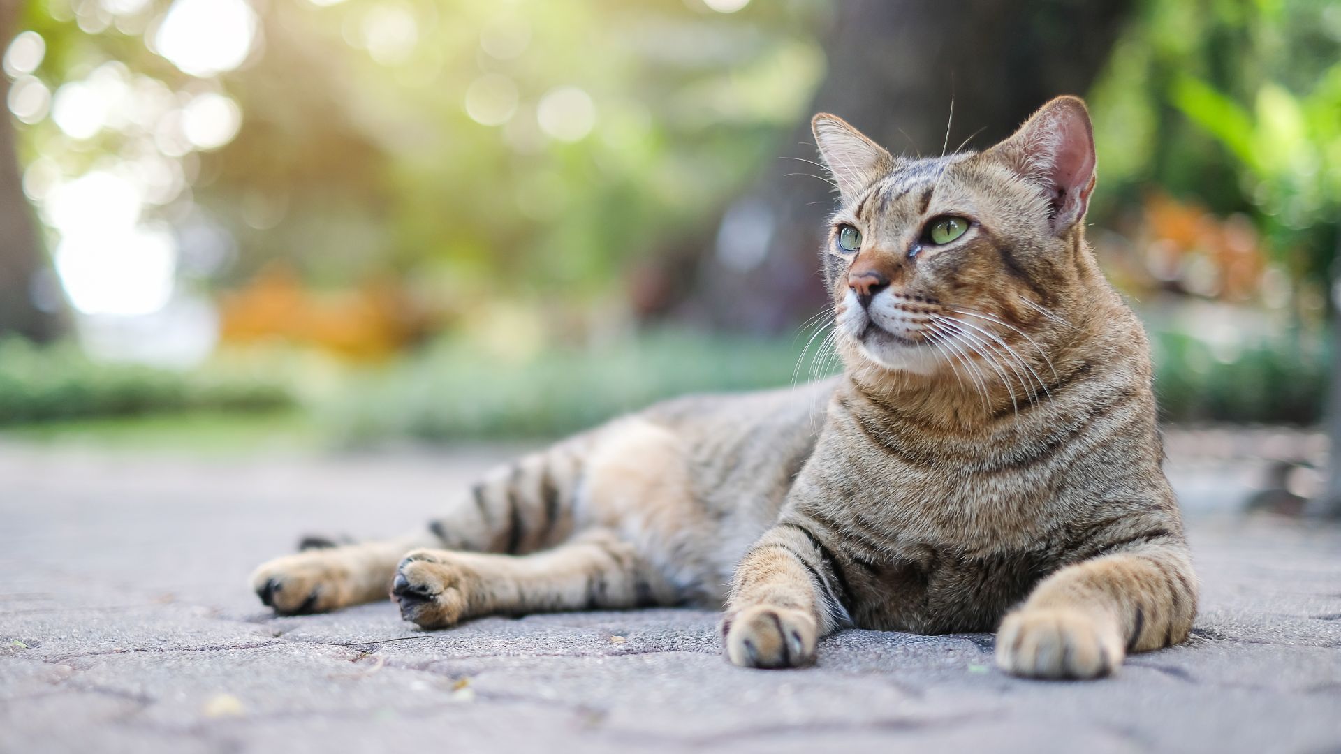 Vet Near Me Old Saybrook, CT Animal Hospital Of Old Saybrook